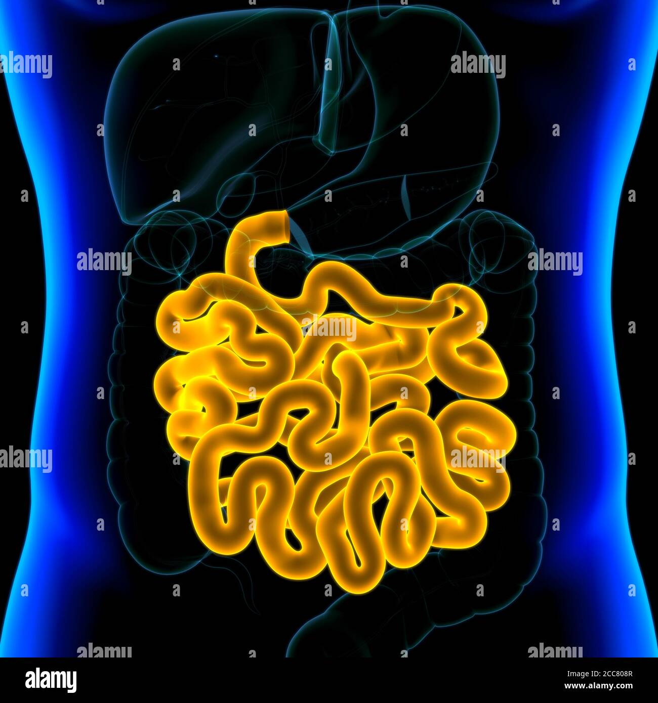 Intestin grêle 3D Illustration système digestif humain Anatomie pour ...
