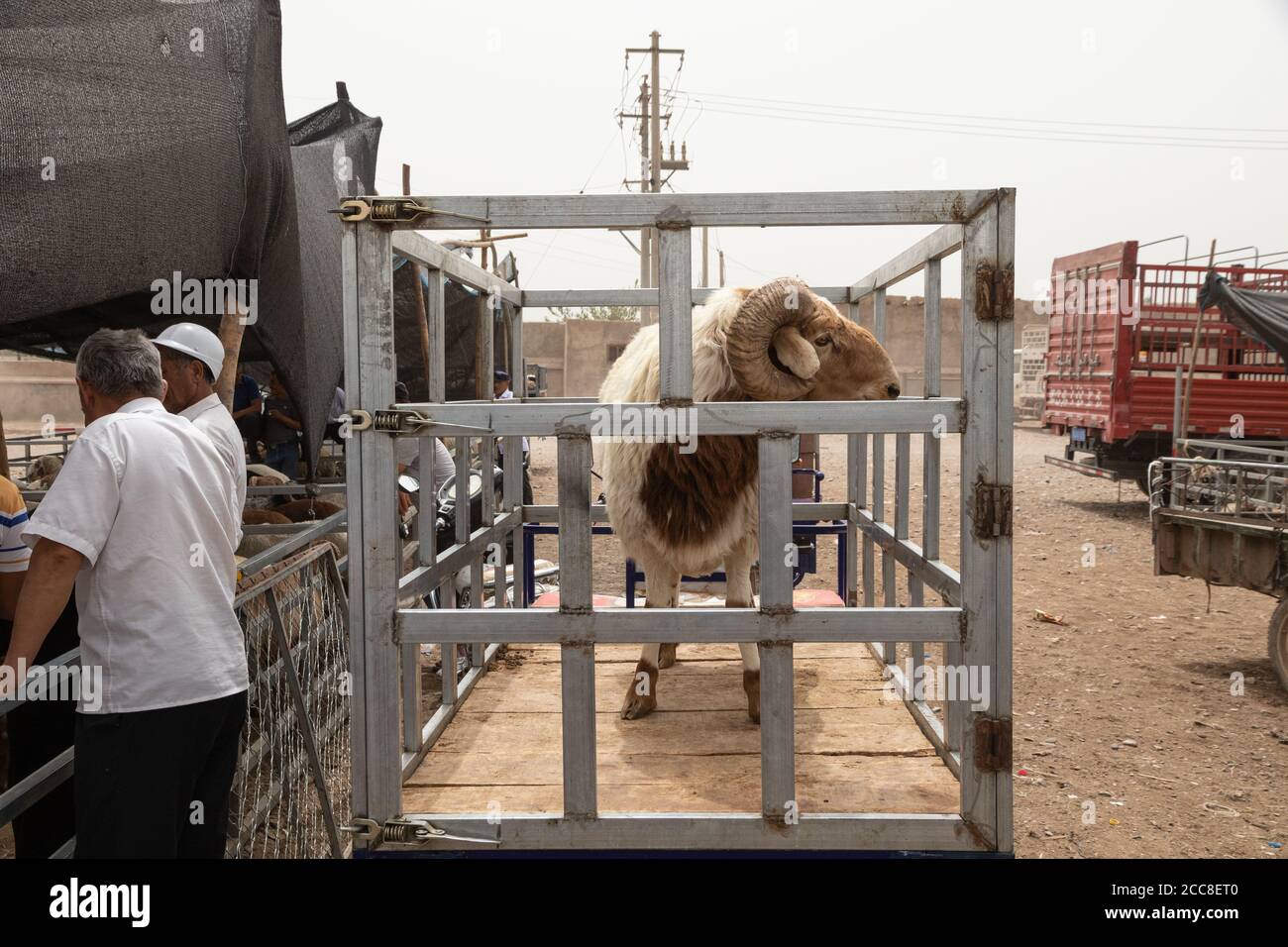 KASHGAR, CHINE : un bélier dans une cage à l'arrière d'une moto qui ...
