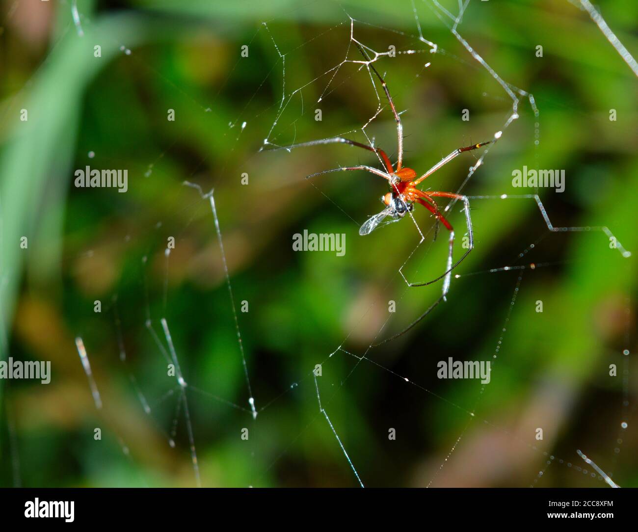 Araignée rouge et bleu Banque de photographies et d’images à haute ...