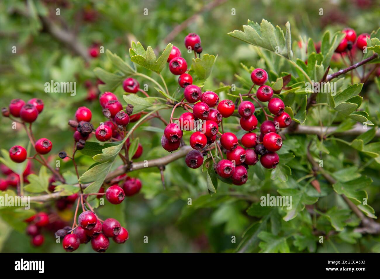 Plantes de haies de Cotoneaster franchetii montrant des baies rouges ...