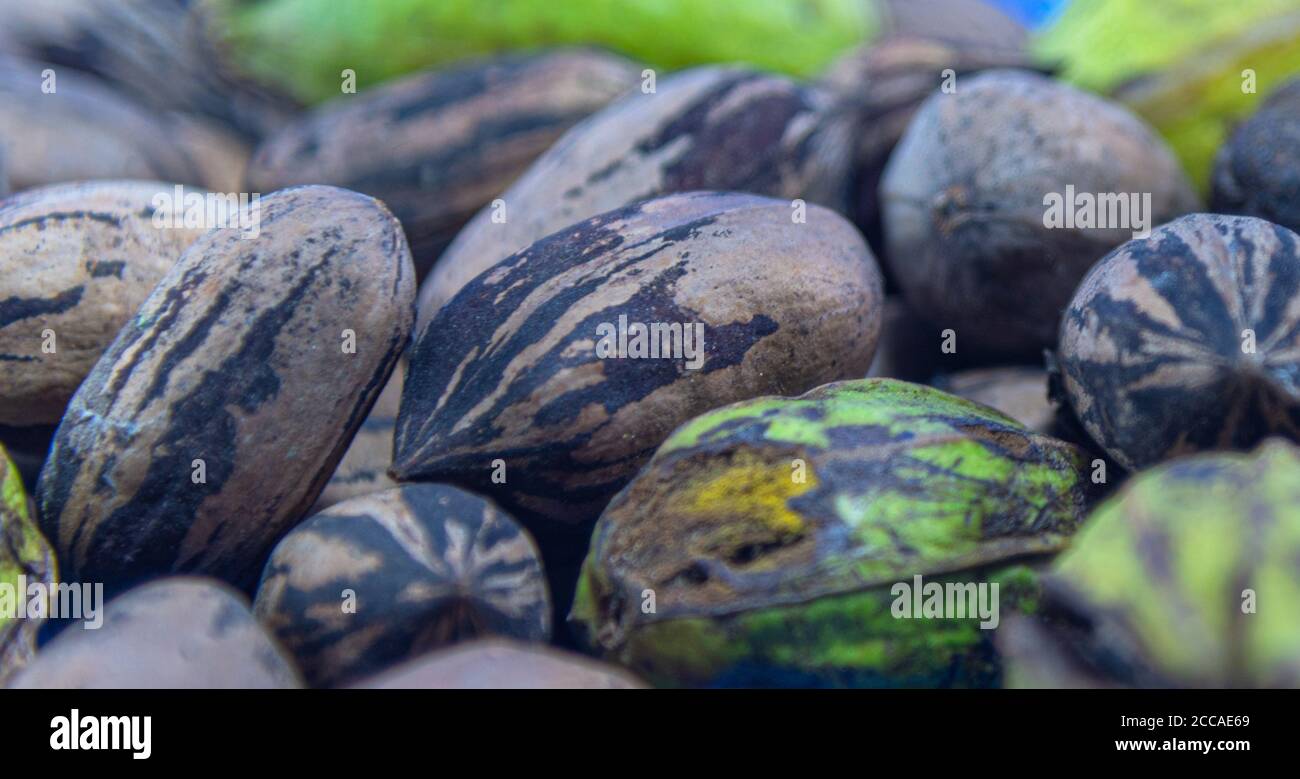 Fruits à pécan ou à pécan (Carya illinoinensis). Fruits exotiques ...