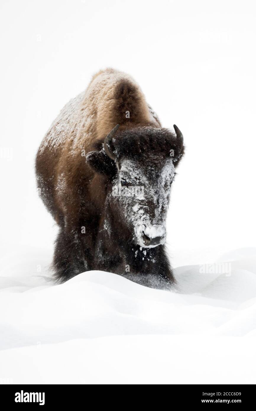 Faune hivernale spectaculaire Banque de photographies et d’images à ...