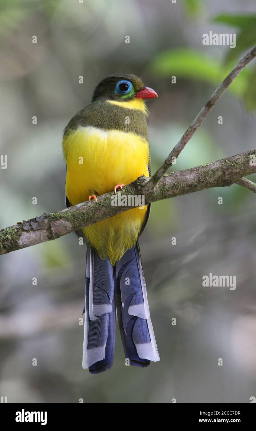 Sumatran trogon Banque de photographies et d’images à haute résolution ...
