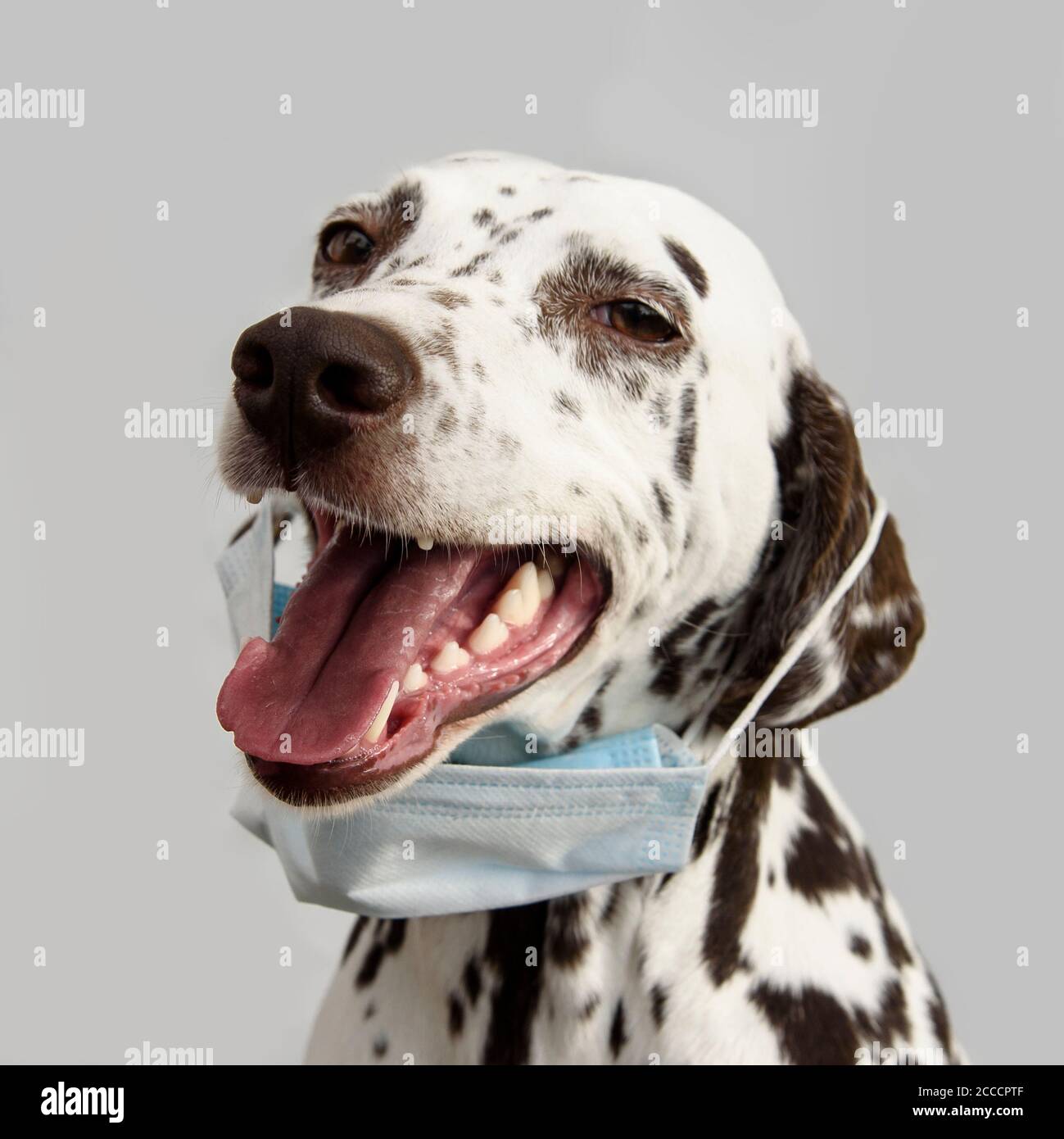 Masque Pour Chien Banque d'image et photos - Alamy