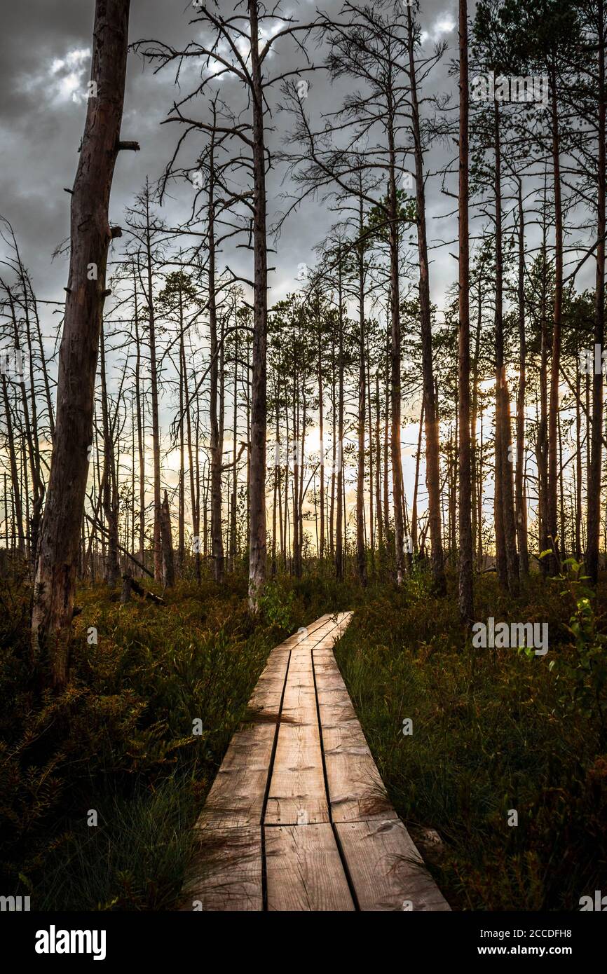 La voie balte Banque de photographies et d’images à haute résolution ...