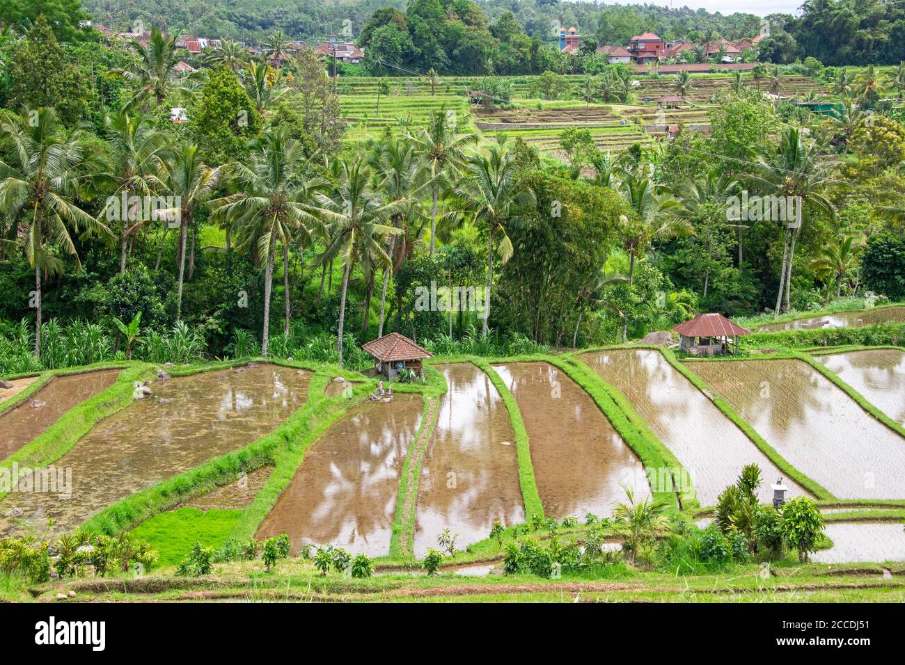 Bali surplombant le riz subak en terrasse Banque de photographies et d ...