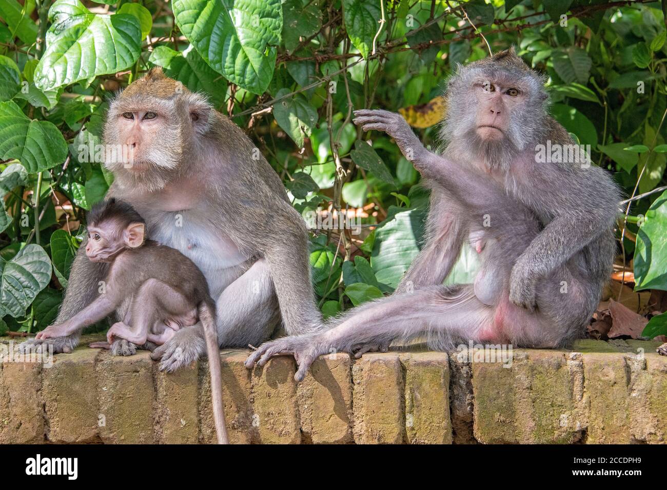 Six Animaux Sauvages Banque d'image et photos - Alamy