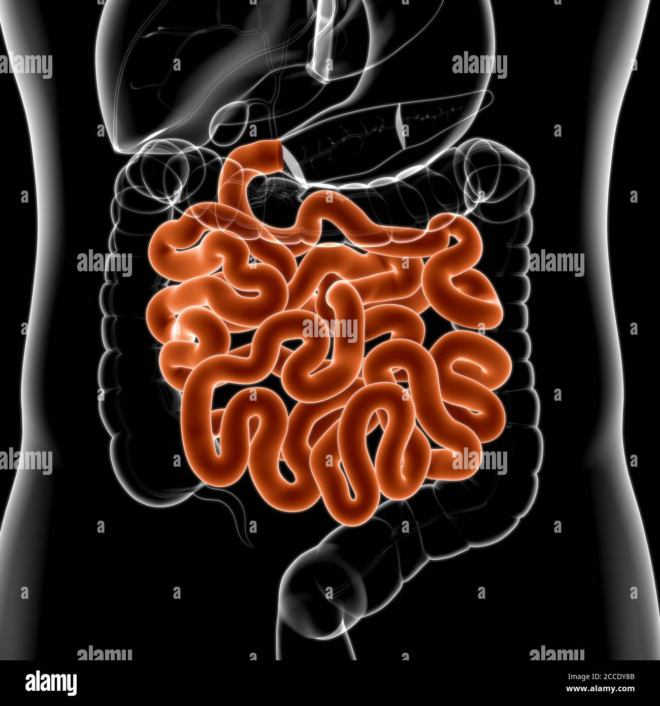 Intestin grêle 3D Illustration système digestif humain Anatomie pour ...