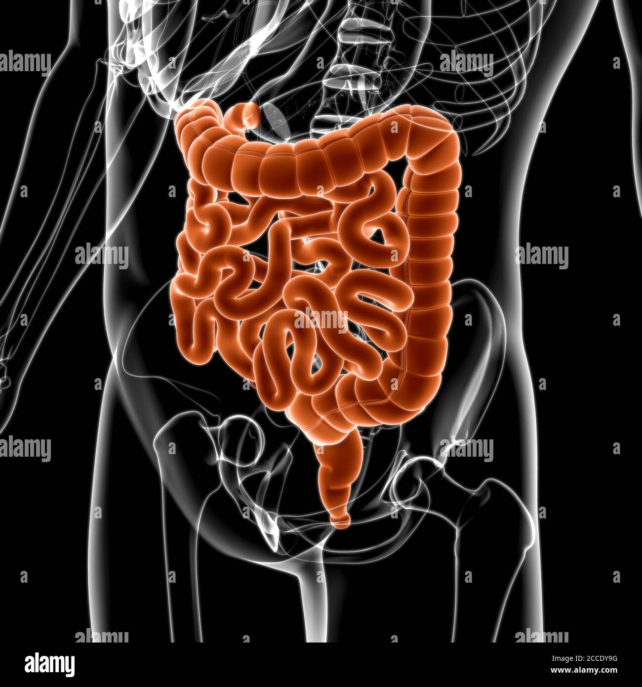 Intestin grêle et gros intestin 3D Illustration système digestif humain ...