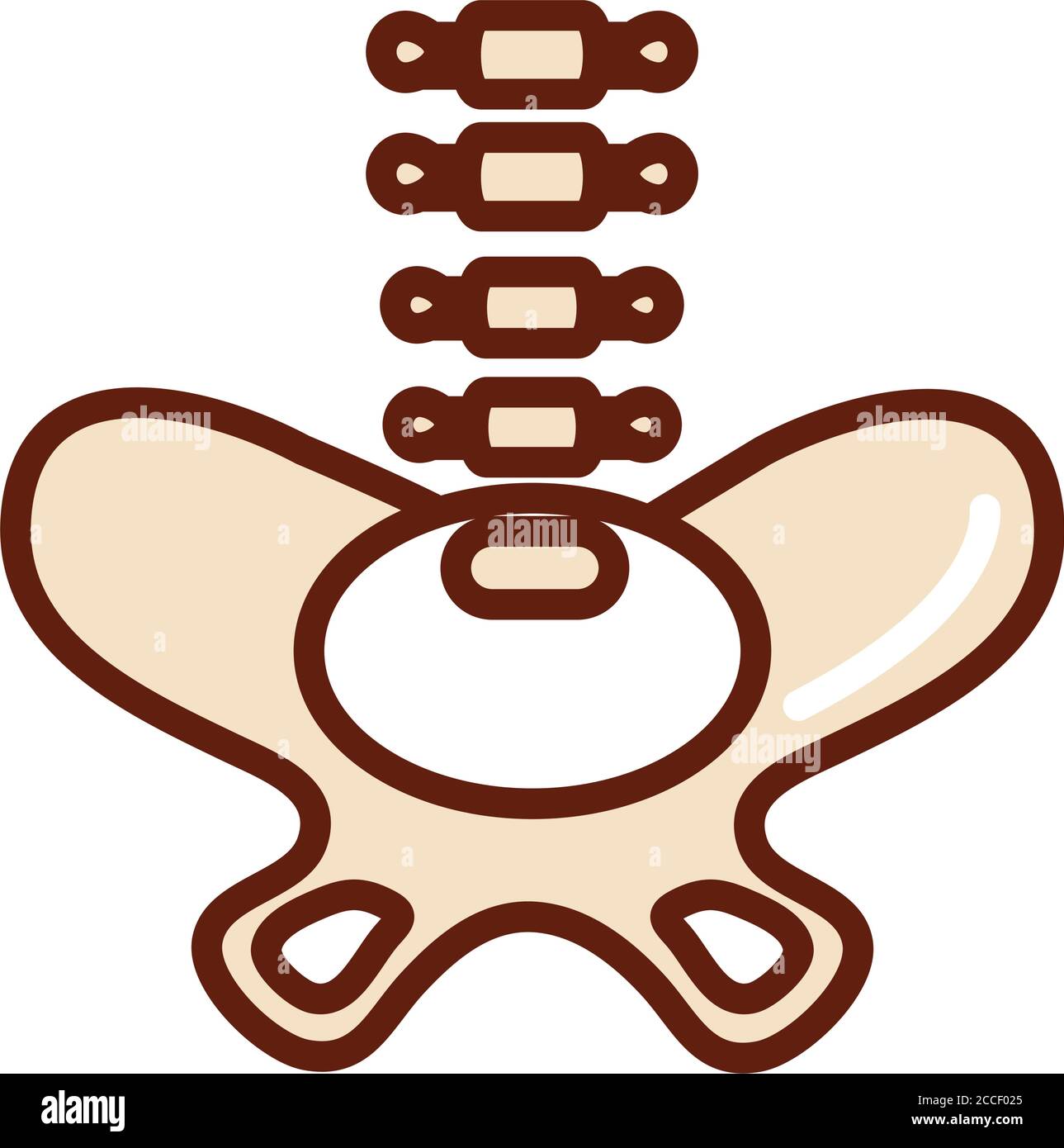 corps humain bassin squelette anatomie organe santé ligne et ...