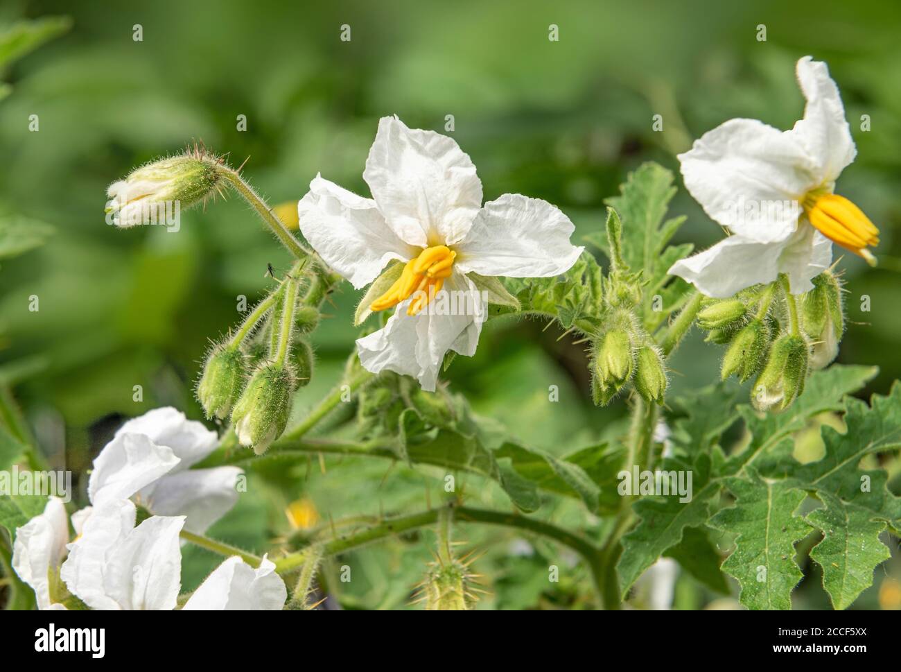 Fleurs de tomate Banque de photographies et d’images à haute résolution ...