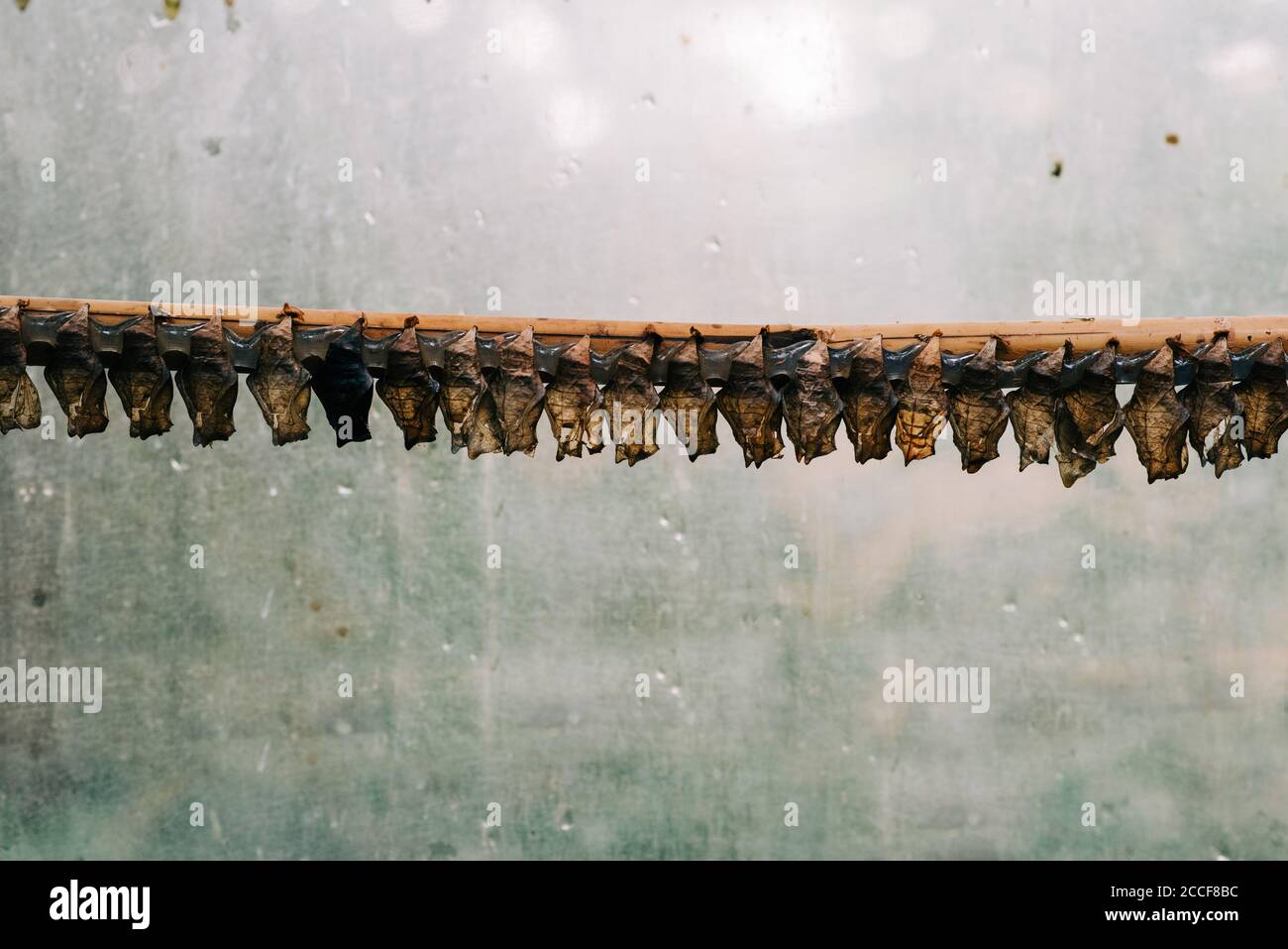 Cocon papillon morpho Banque de photographies et d’images à haute ...