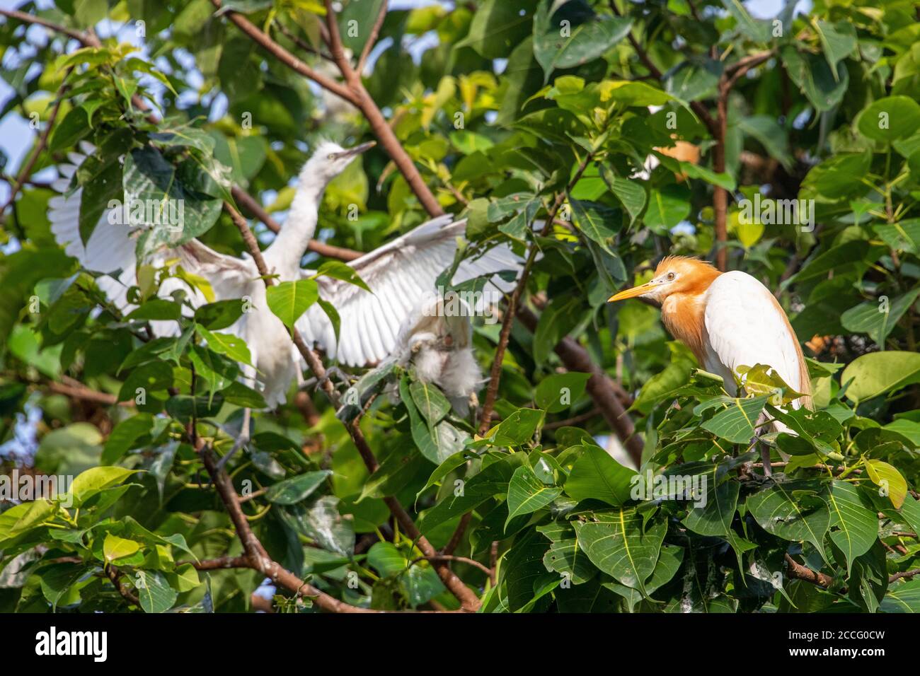 Oiseaux kokokan Banque de photographies et d’images à haute résolution ...