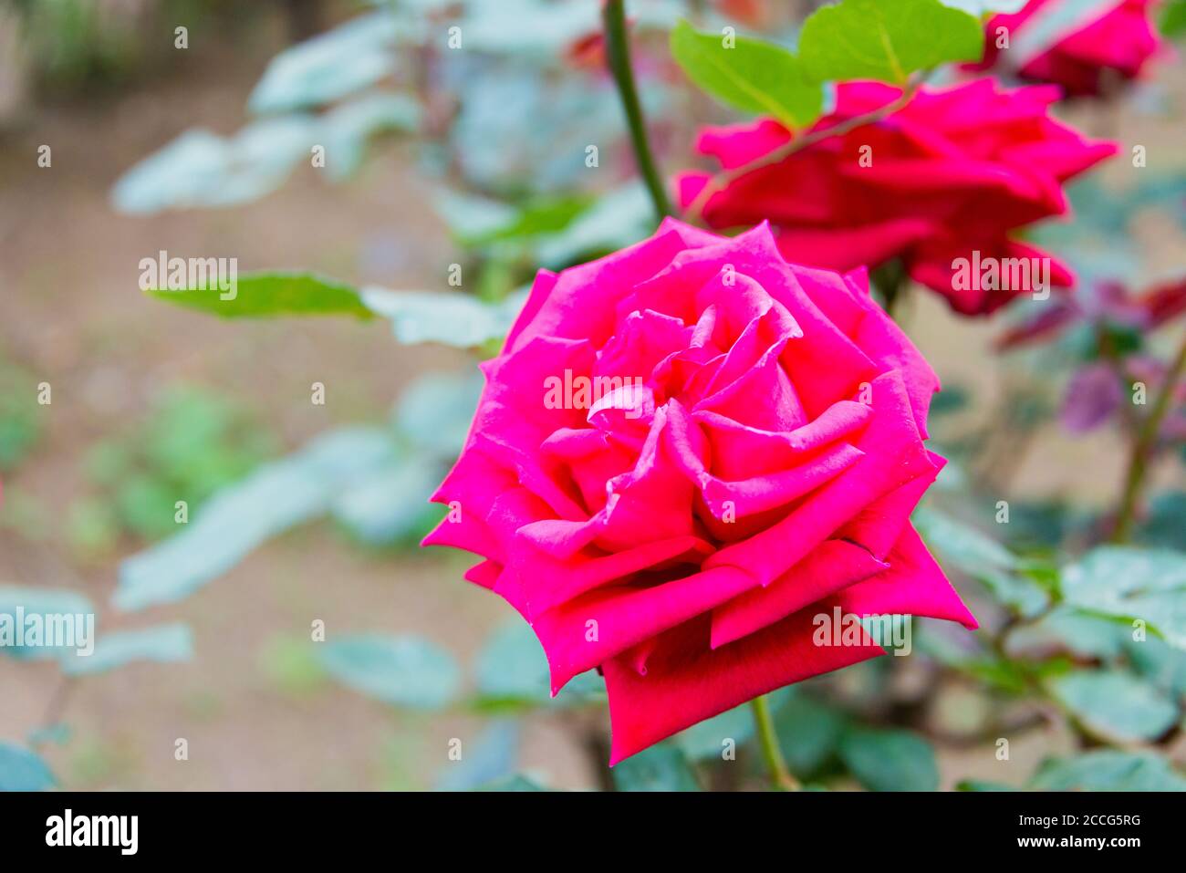 Christian dior rose Banque de photographies et d’images à haute ...