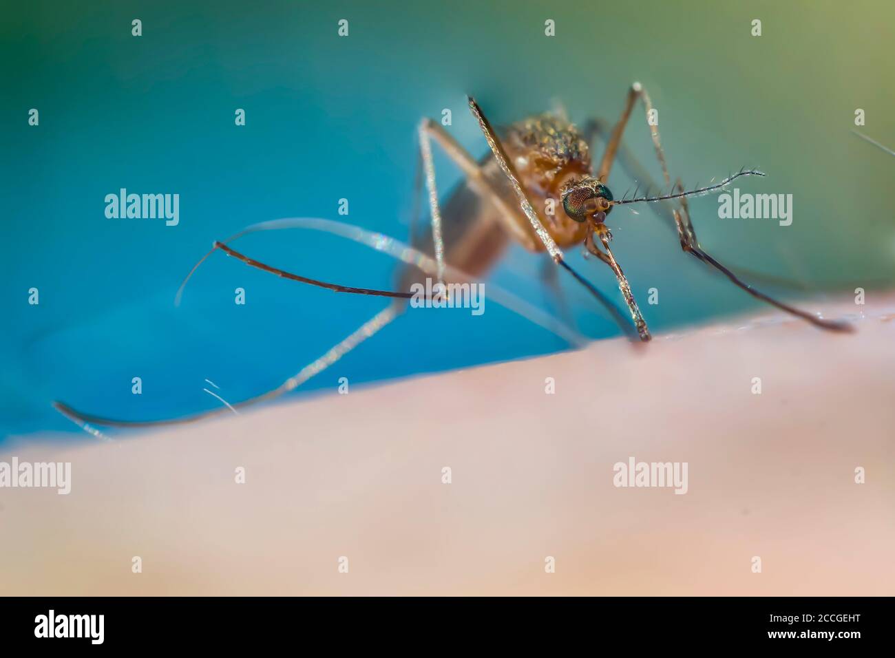 Moustique sur fleur vert naturel Banque de photographies et d’images à ...