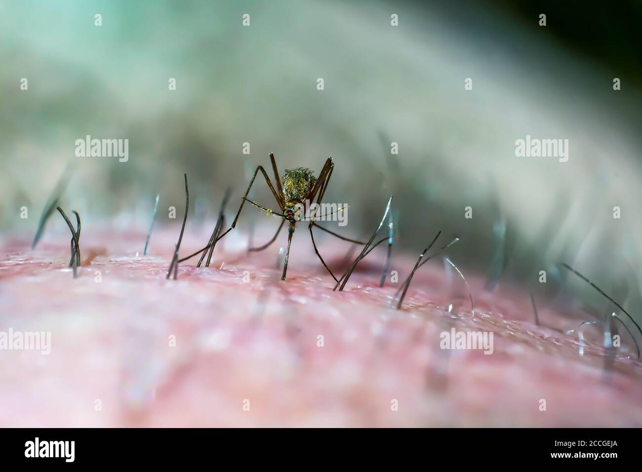 Moustique sur fleur vert naturel Banque de photographies et d’images à ...
