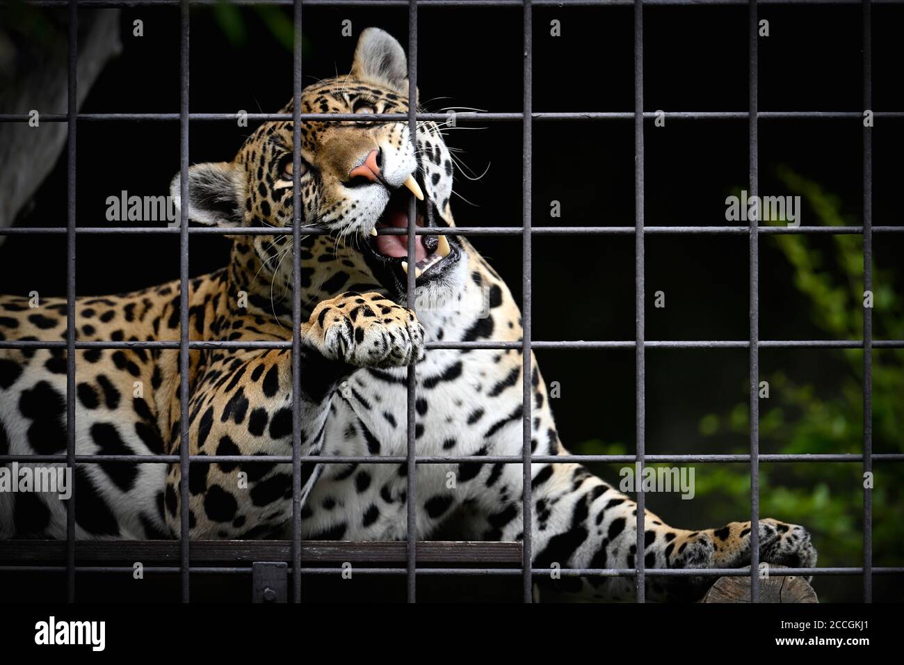 Jaguar en cage Banque de photographies et d’images à haute résolution ...