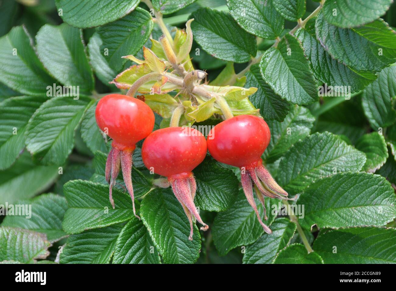 Rosa rubra Banque de photographies et d’images à haute résolution - Alamy