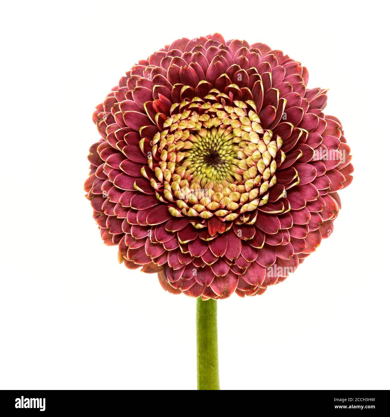 Fleur de germini Banque d'images détourées - Alamy