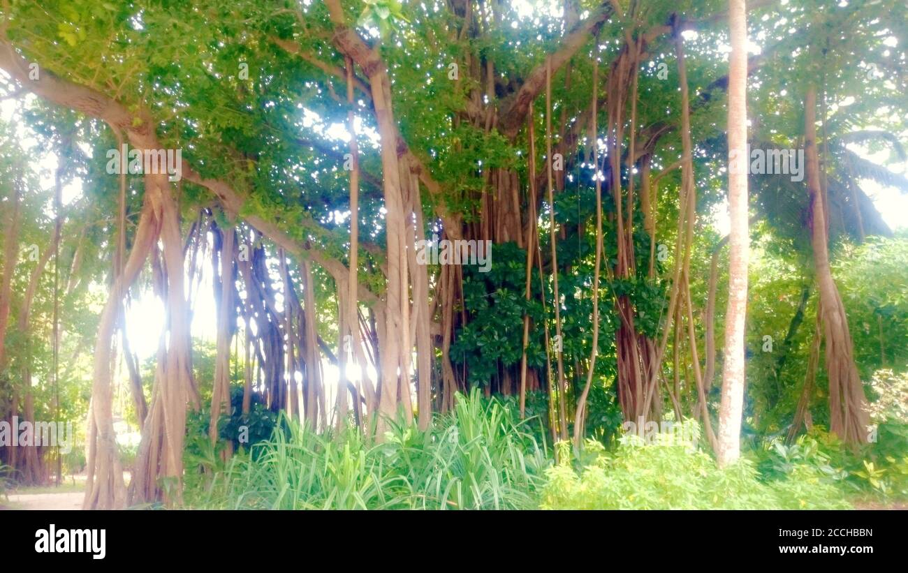Banyan tree photograph Banque de photographies et d’images à haute ...