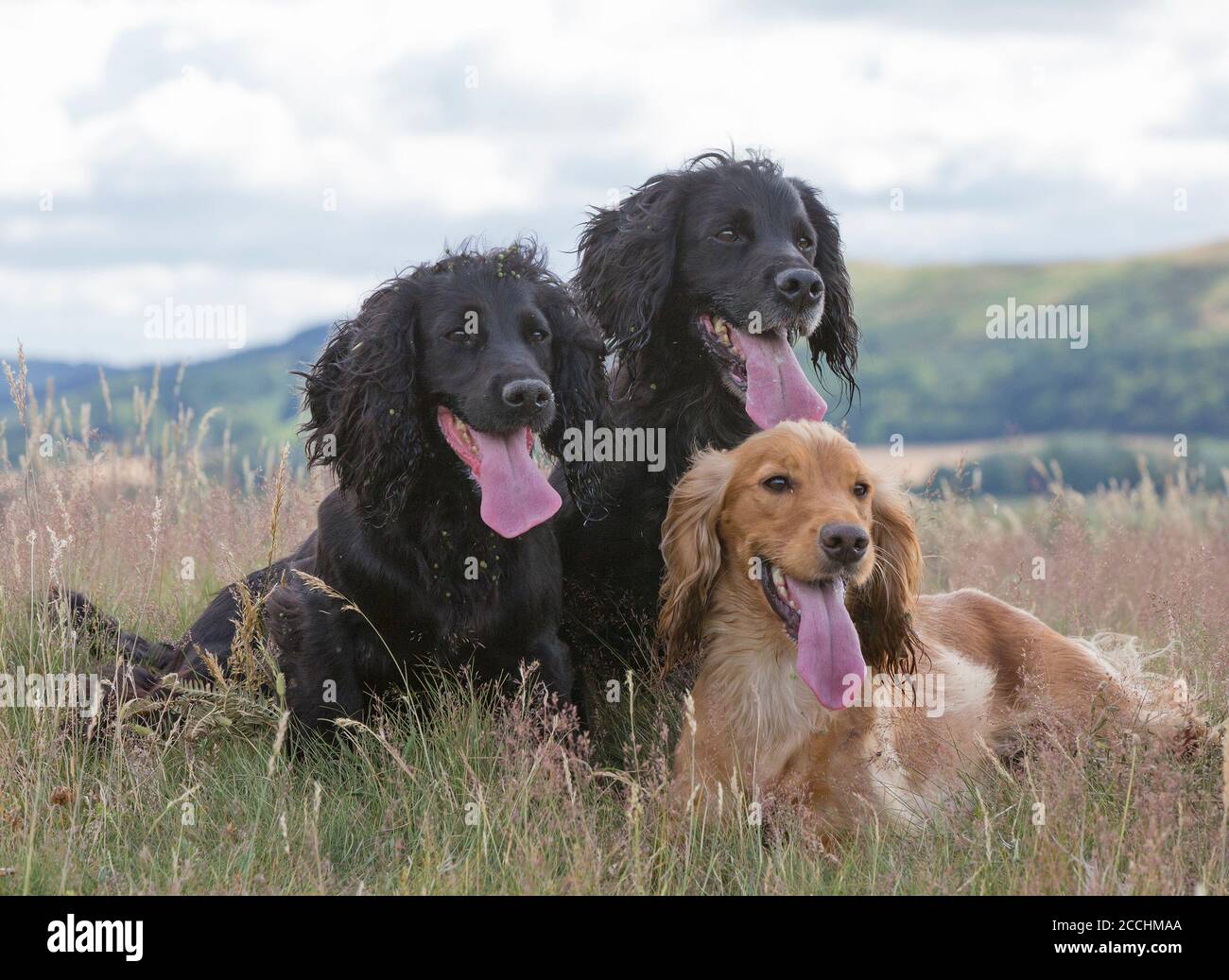 Working cocker spaniels Banque de photographies et d’images à haute ...