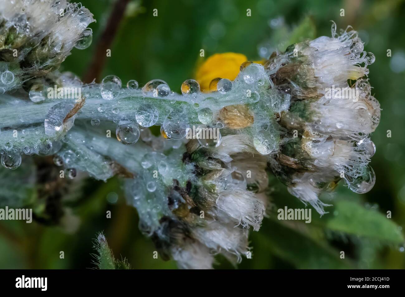 Antennaria spp Banque de photographies et d’images à haute résolution ...