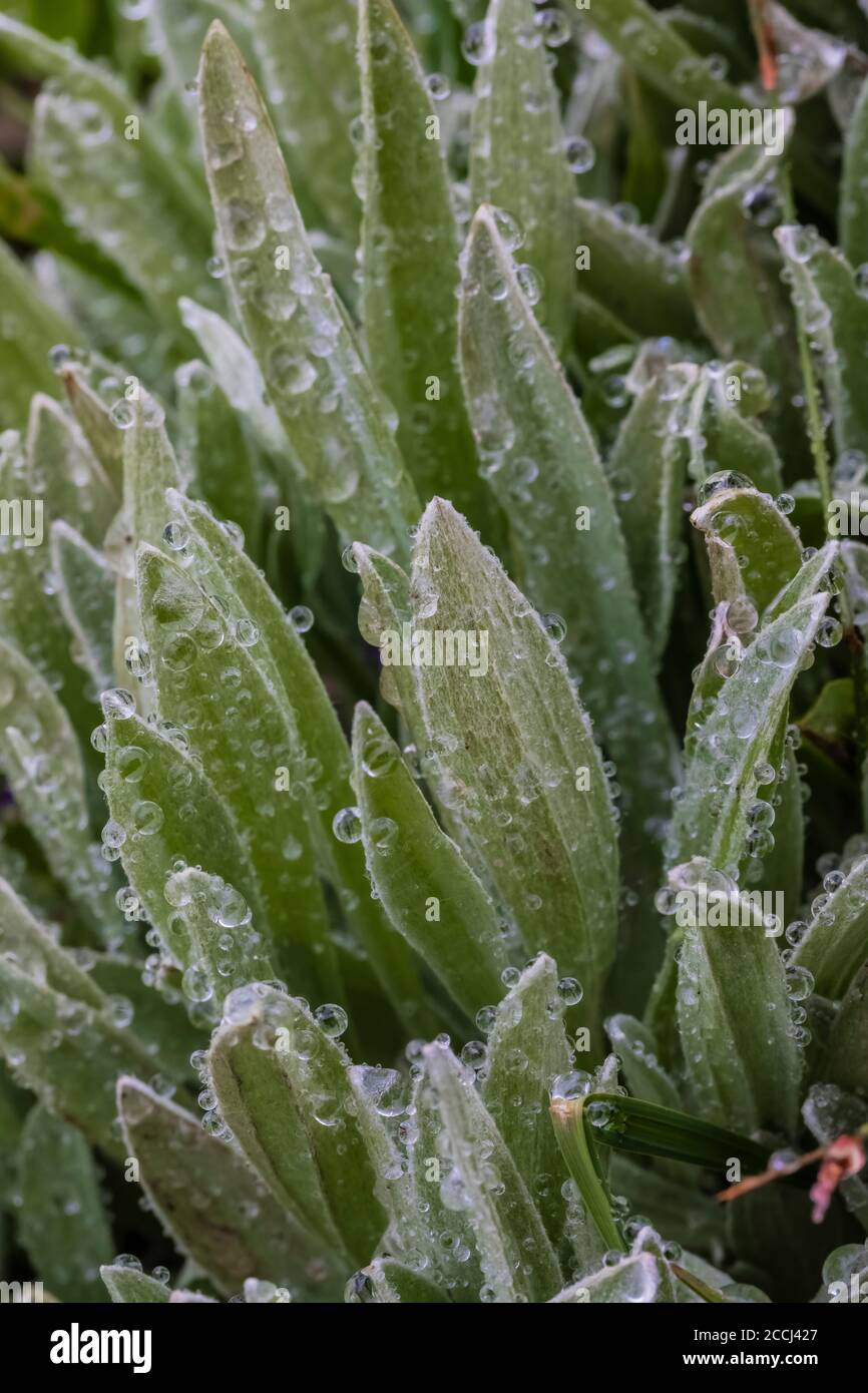 Antennaria spp Banque de photographies et d’images à haute résolution ...