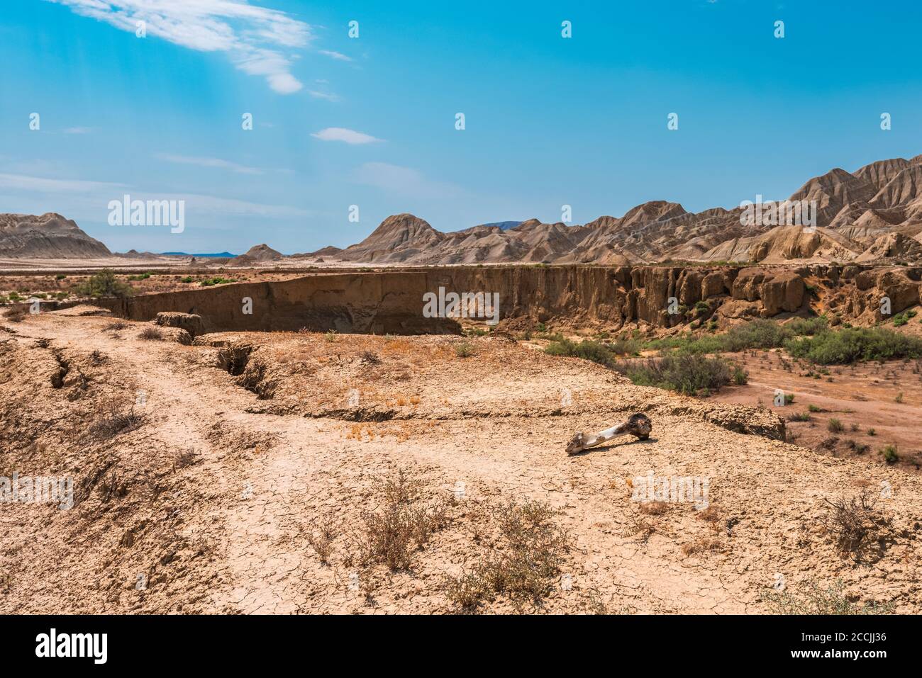 Os animal Banque de photographies et d’images à haute résolution - Alamy