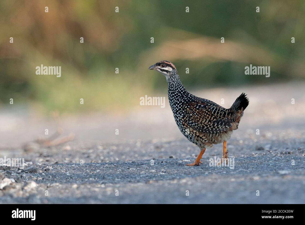 Francolin chinois Banque de photographies et d’images à haute ...