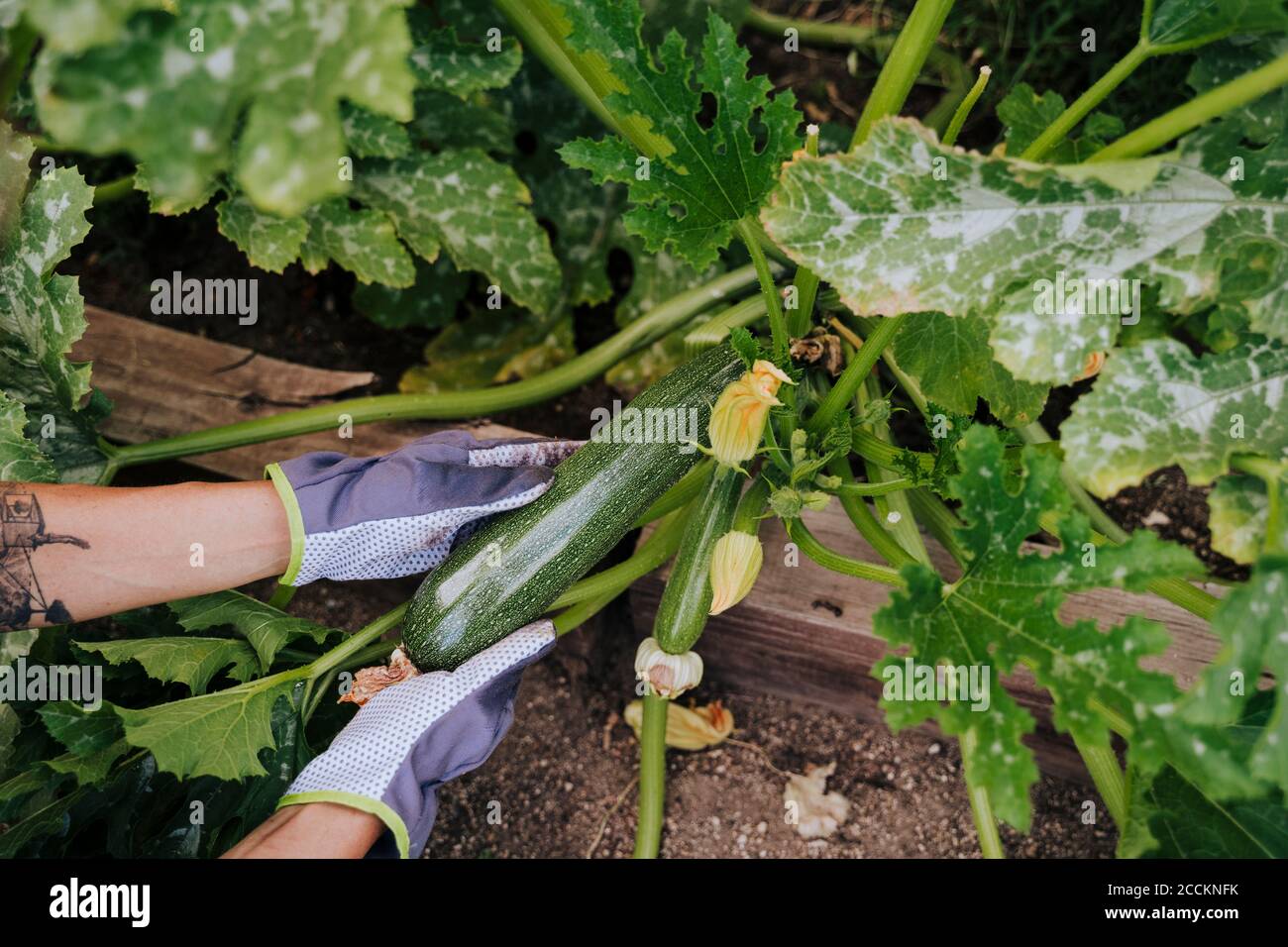 Femme cueillant des courgettes Banque de photographies et d’images à ...
