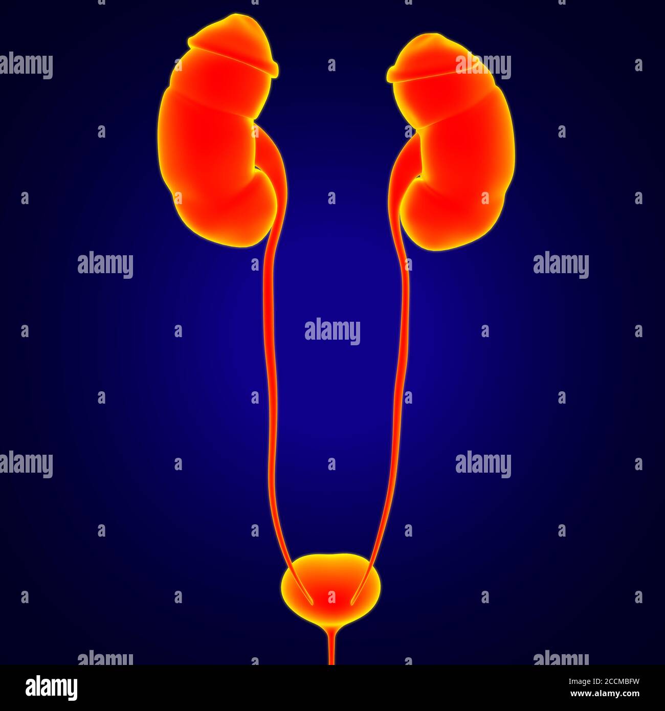 Système urinaire humain reins avec vessie Anatomie pour le concept ...