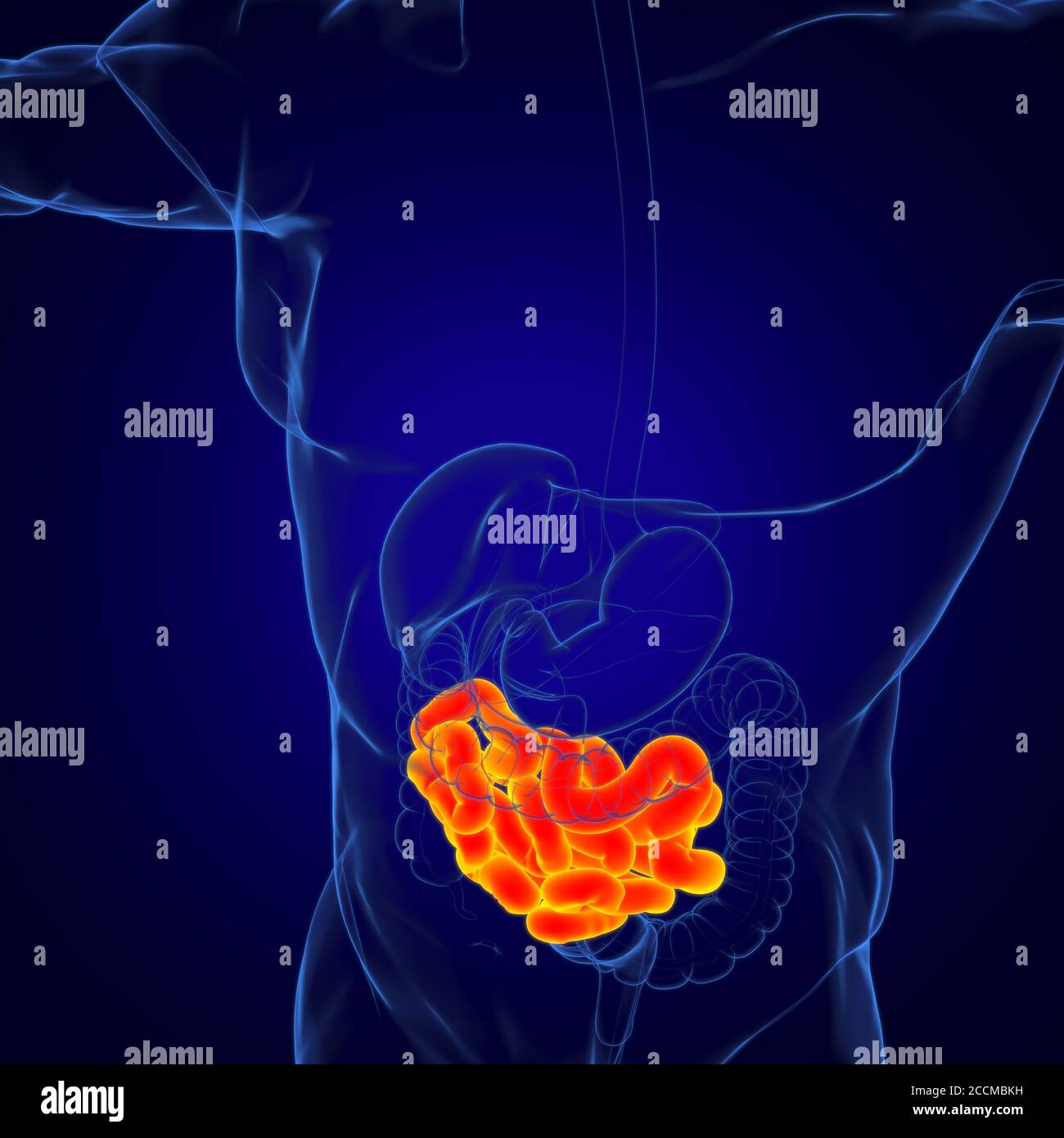 Intestin grêle 3D Illustration système digestif humain Anatomie pour ...
