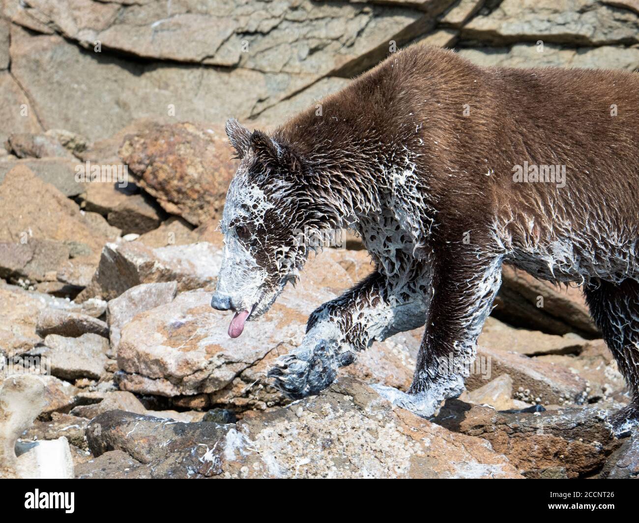 Ours blanc qui mange Banque de photographies et d’images à haute ...