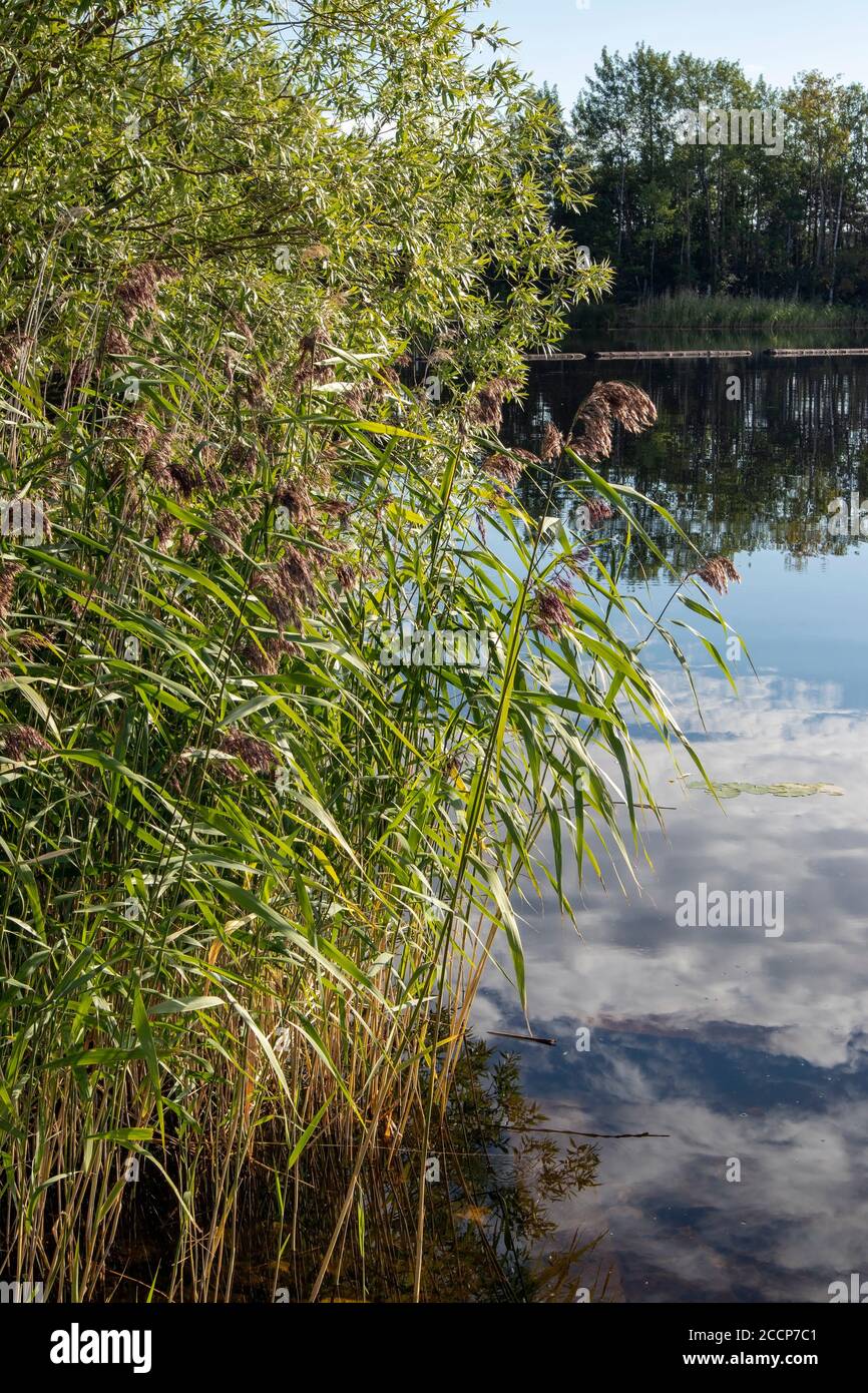 Rive du lac avec des roseaux Banque de photographies et d’images à haute résolution - Alamy