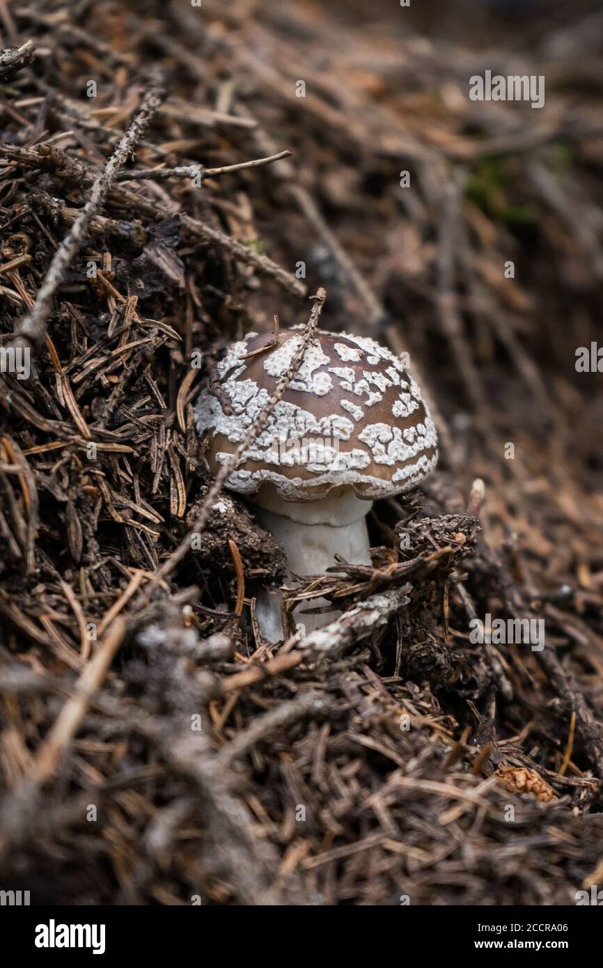 Plan vertical d'un champignon sauvage en pleine forêt à la lumière du ...