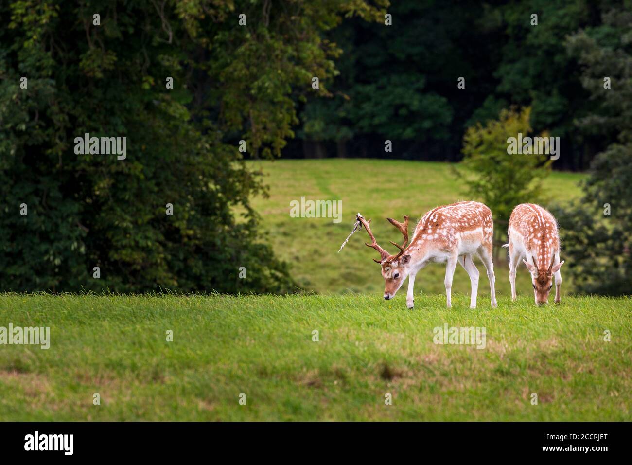 Cerf anglais Banque de photographies et d’images à haute résolution - Alamy