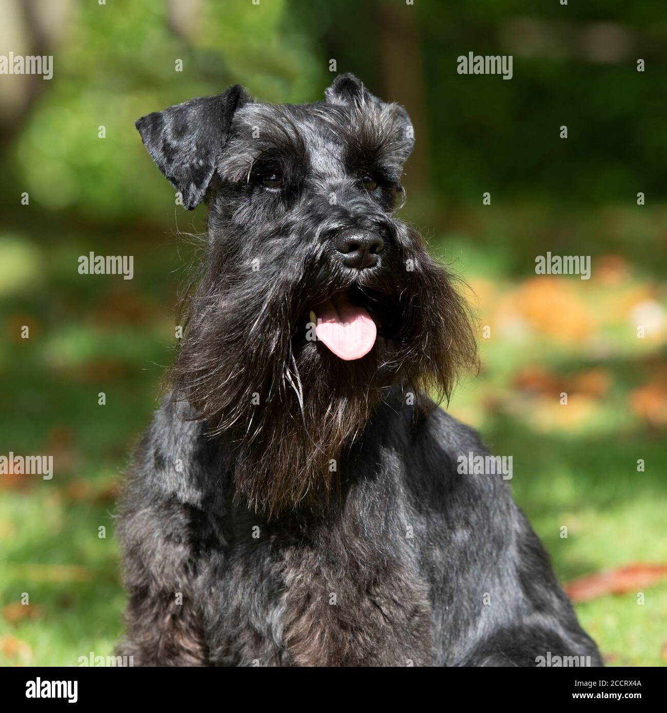 Black miniature schnauzer Banque de photographies et d’images à haute ...