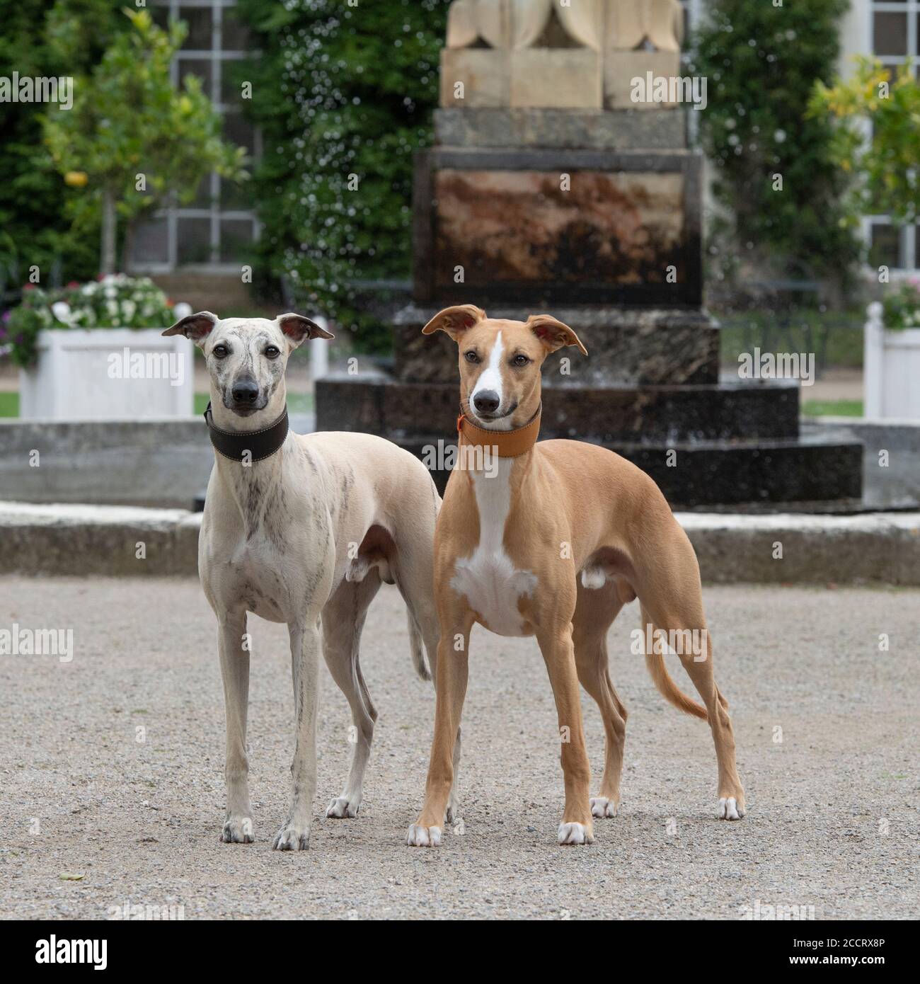 Whippet side view Banque de photographies et d’images à haute ...