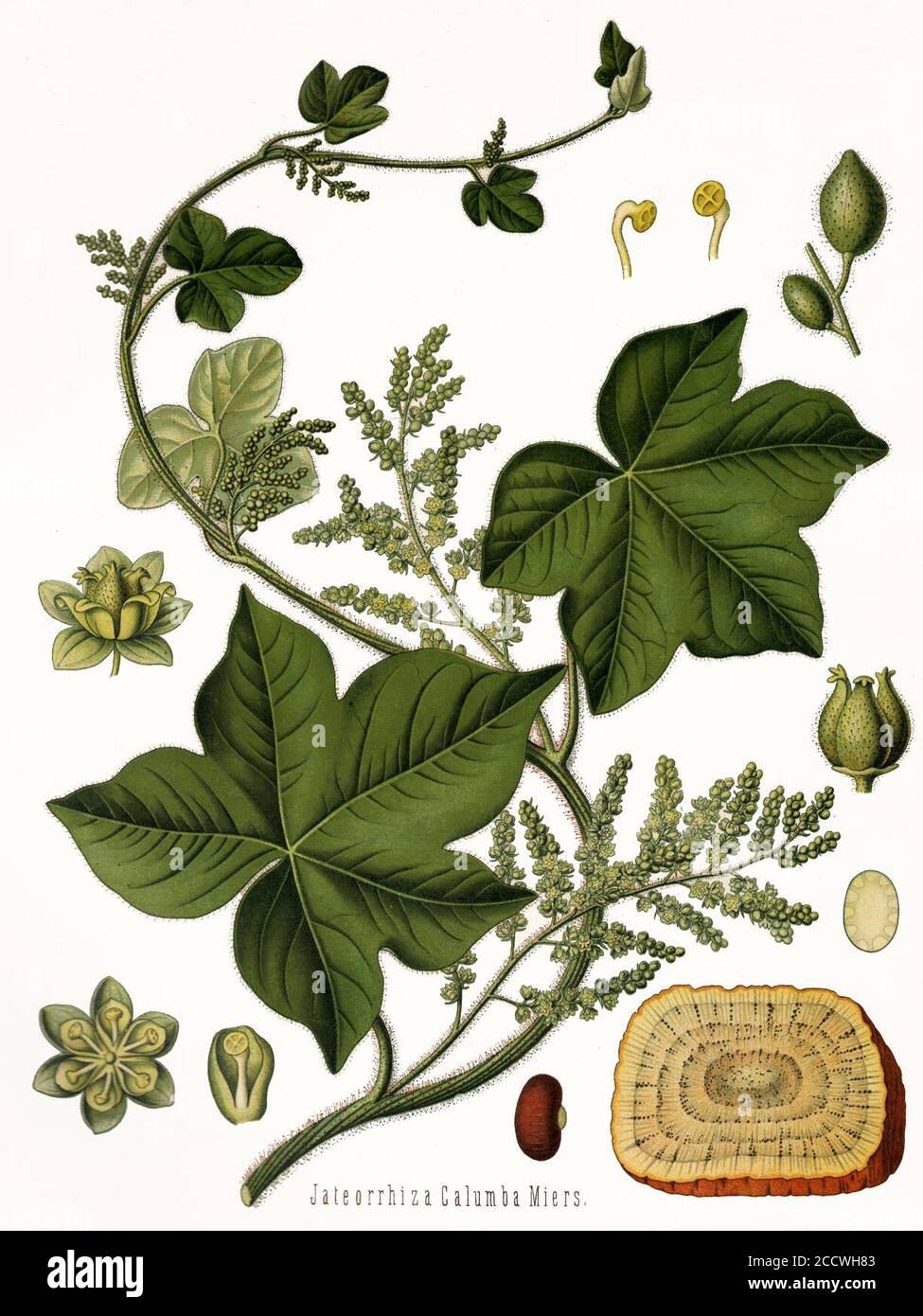 Arbre de calumba Banque de photographies et d’images à haute résolution ...