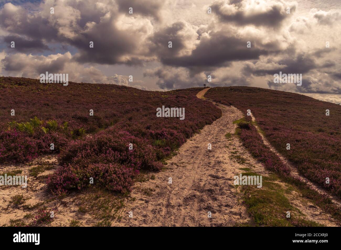 Ibsley common Banque de photographies et d’images à haute résolution ...