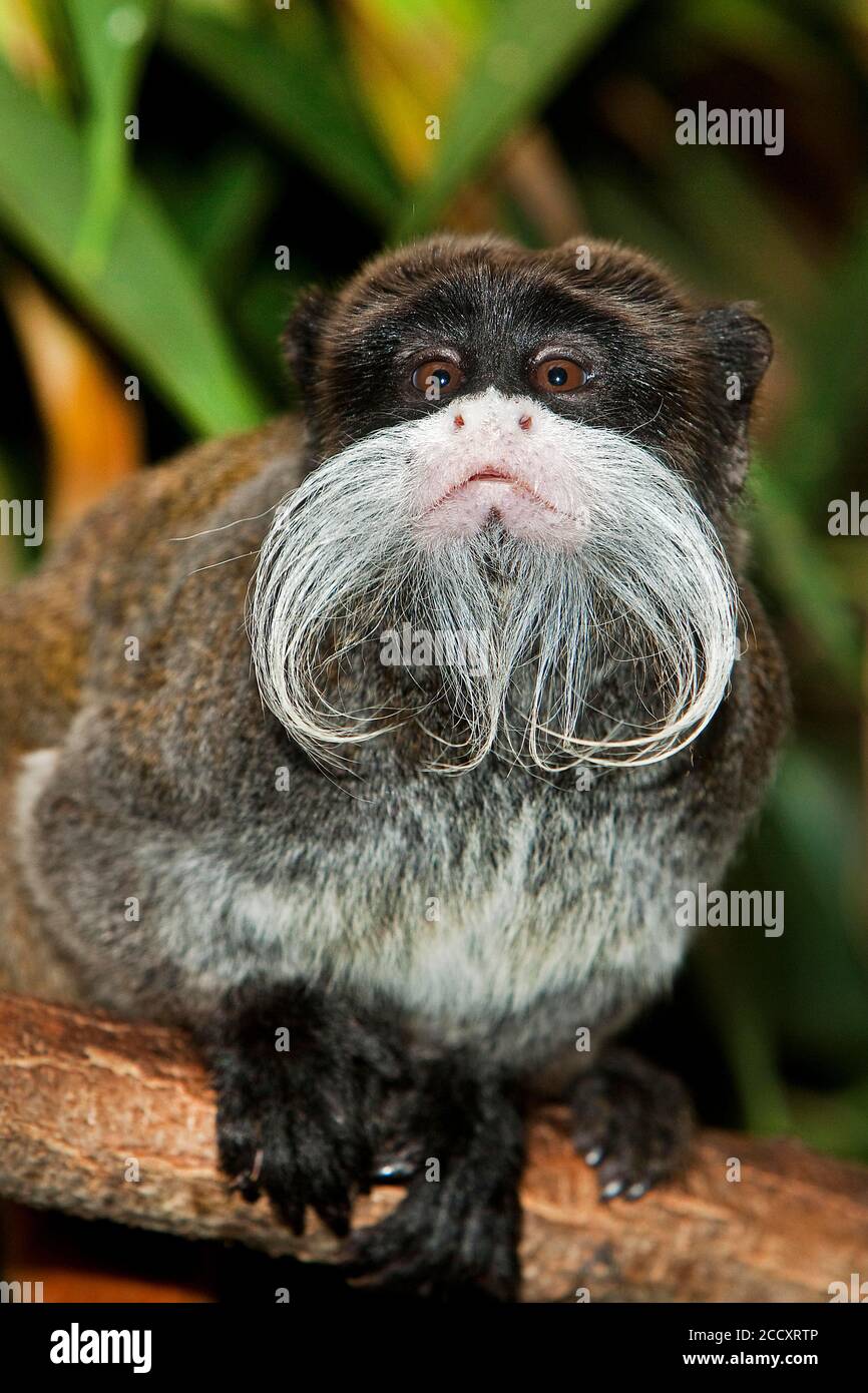 Empereur tamarin saguinus imperator subgrisescens sur branche contre ...