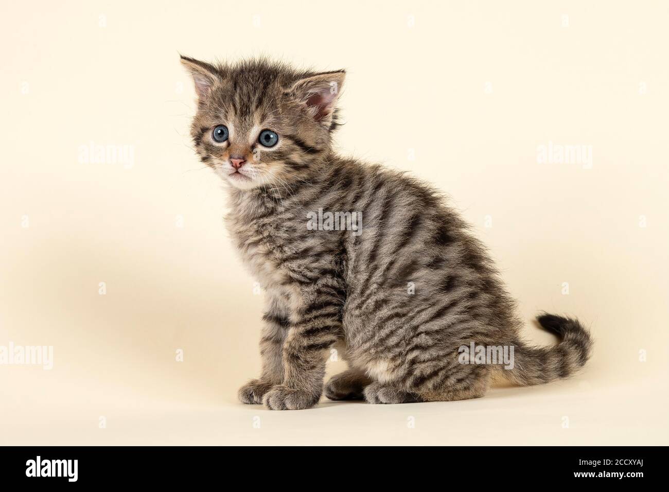 Chat forestier européen Wildcator (Felis silvestris), chaton, assis ...