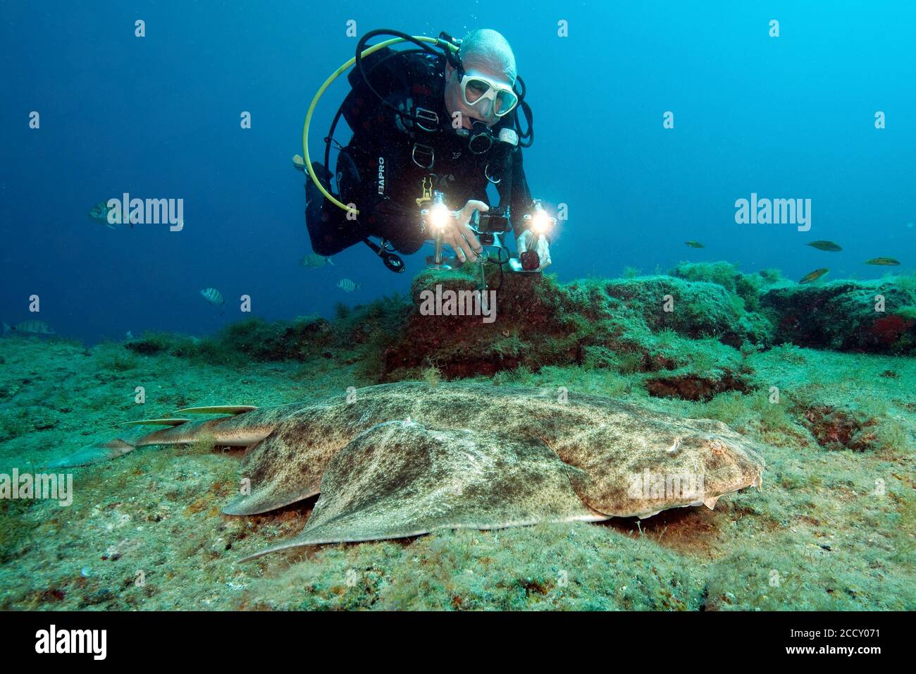 Plongeur et angelshark de l'atlantique squatina squatina Banque de ...