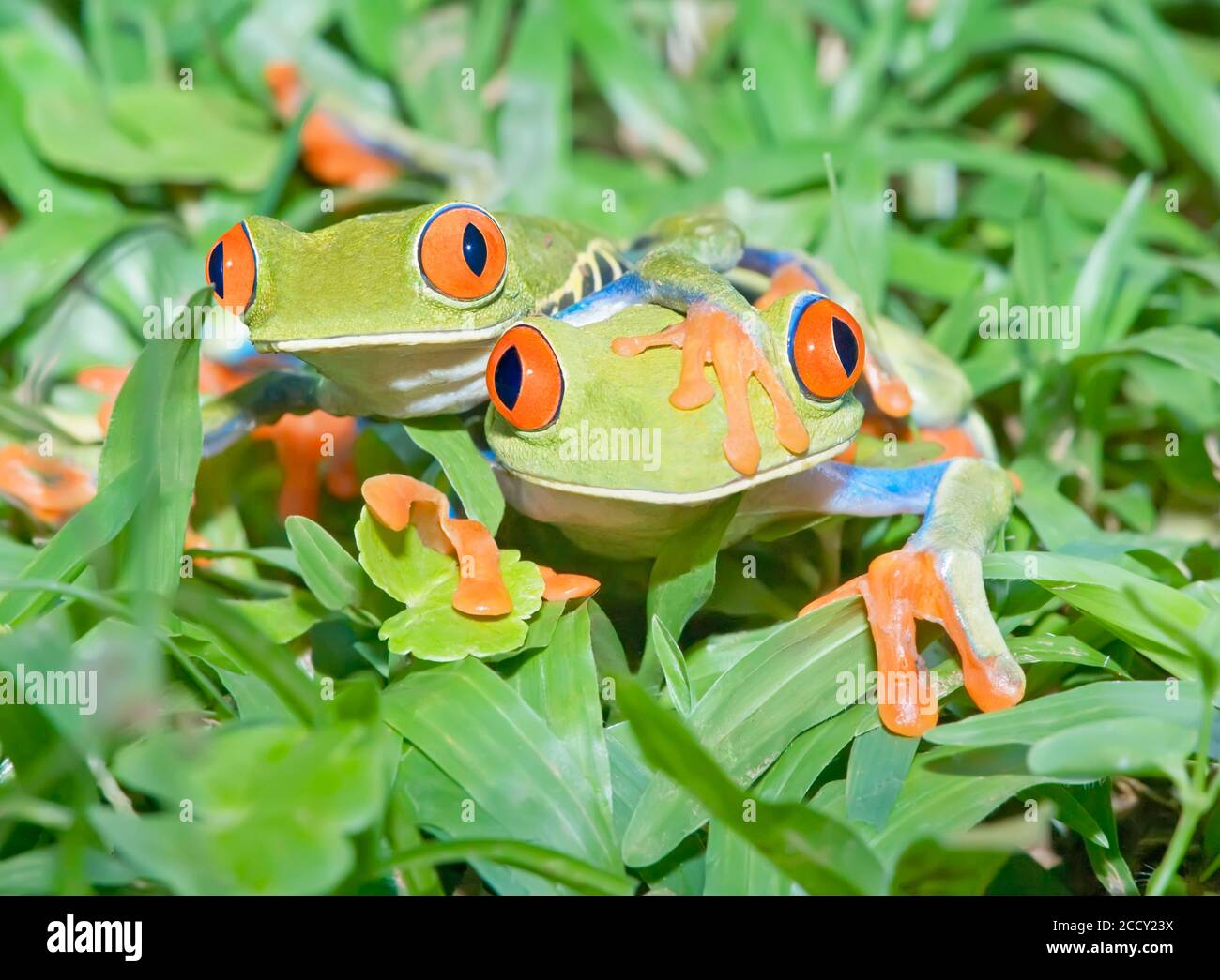 Grenouilles du costa rica Banque de photographies et d’images à haute ...