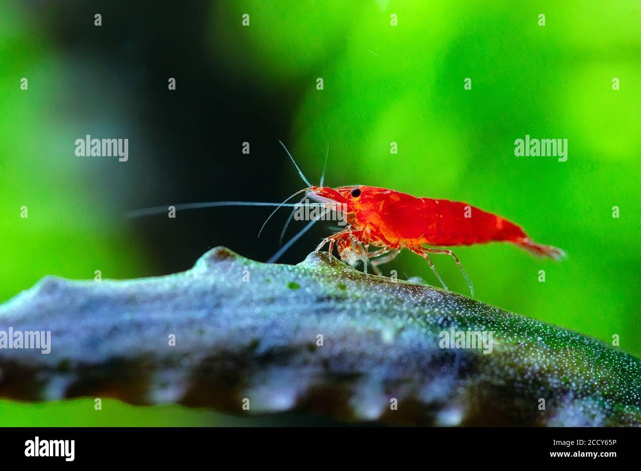 Crevettes naines Banque de photographies et d’images à haute résolution ...