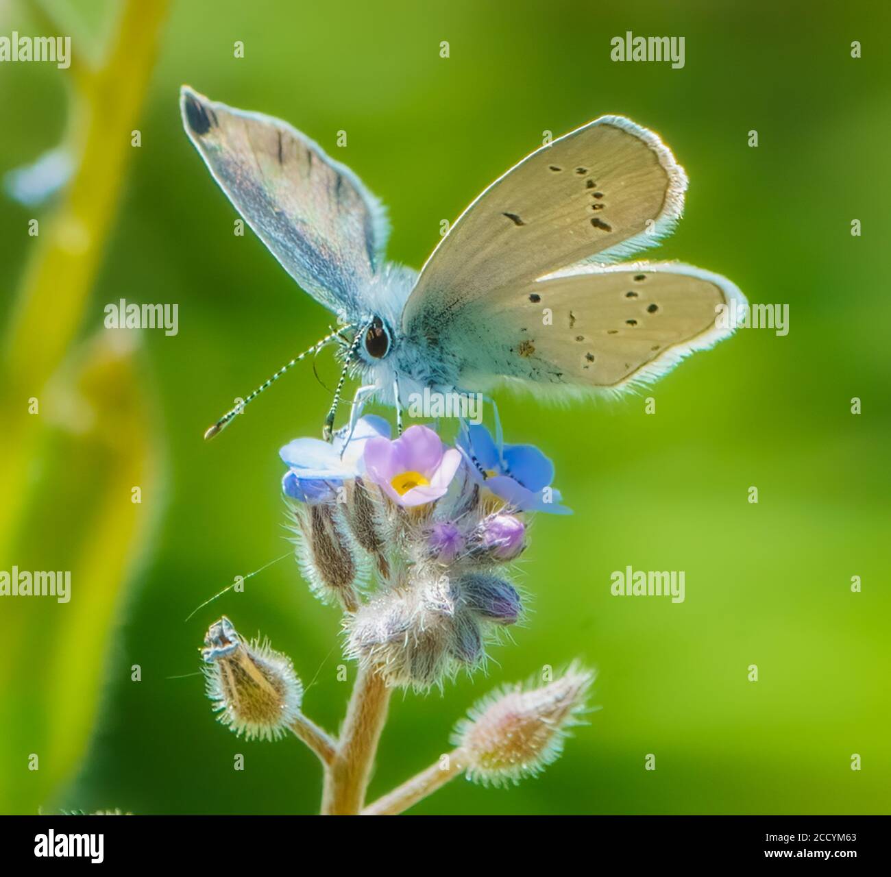Papillon buveur Banque de photographies et d’images à haute résolution ...
