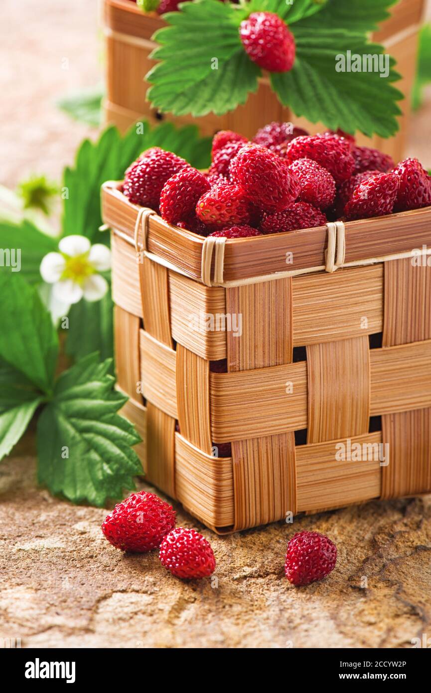 Un panier de fraises sauvages Banque de photographies et d’images à ... Un panier de fraises sauvages Banque de photographies et d’images à ...