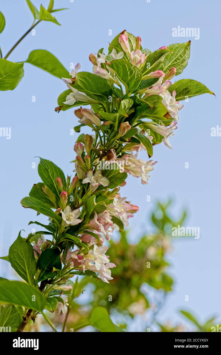 Weigela arbuste de jardin Banque de photographies et d’images à haute ...