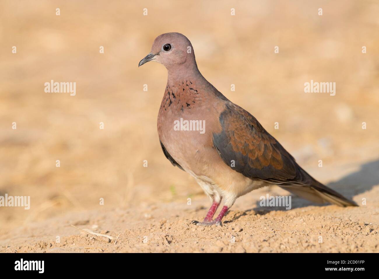 Colombe qui rit streptopelia senegalensis adulte Banque de ...