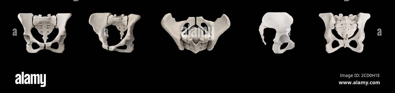 Bassin, squelette humain, anatomie pelvienne des os femelle, hanche ...